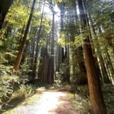 Rockefeller Loop Trail, California - 715 Reviews, Map | AllTrails