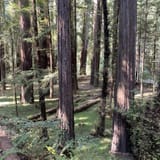 Rockefeller Loop Trail, California - 715 Reviews, Map | AllTrails
