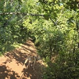 Pre's Trail, Oregon - 868 Reviews, Map | AllTrails