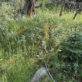 North Fork Big Thompson River Trail Via Dunraven Trailhead, Colorado ...