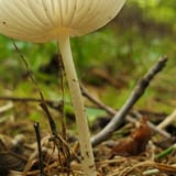 Windolph Landing Preserve Trail, Pennsylvania - 95 Reviews, Map | AllTrails