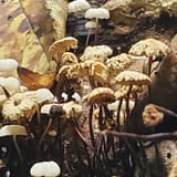 Windolph Landing Preserve Trail, Pennsylvania - 95 Reviews, Map | AllTrails