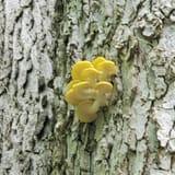 Windolph Landing Preserve Trail, Pennsylvania - 95 Reviews, Map | AllTrails