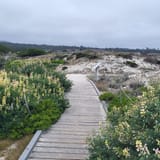 Asilomar State Beach and Coast Trail, California - 913 Reviews, Map ...