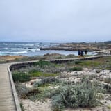 Asilomar State Beach and Coast Trail, California - 913 Reviews, Map ...