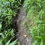 Manoa Cliff Trail, Oahu, Hawaii - 797 Reviews, Map | AllTrails