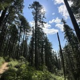 Mount Kit Carson Trail, Washington - 997 Reviews, Map | AllTrails