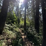 Mount Kit Carson Trail, Washington - 1,051 Reviews, Map | AllTrails