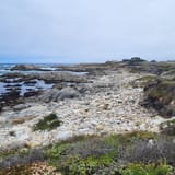 Asilomar State Beach and Coast Trail, California - 913 Reviews, Map ...