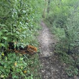 Jones Bridge Trail , Georgia - 3,157 Reviews, Map | AllTrails