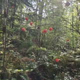 Nolte State Park Deep Lake, Washington - 609 Reviews, Map | AllTrails