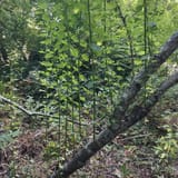 Nolte State Park Deep Lake, Washington - 609 Reviews, Map | AllTrails