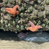 Ruby Beach, Washington - 1,886 Reviews, Map | AllTrails