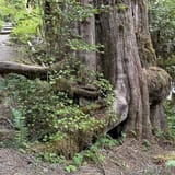Staircase Rapids Loop, Washington - 2,874 Reviews, Map | AllTrails