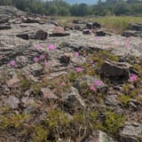 Devil's Honeycomb Trail , Missouri - 826 Reviews, Map | AllTrails