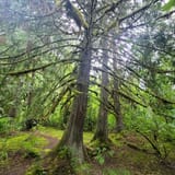 Chilliwack River Trail, British Columbia, Canada - 37 Reviews, Map ...