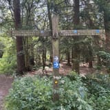 Old Pale Hill and Delamere Forest, Cheshire, England - 1,039 Reviews ...