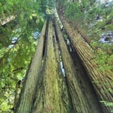 Big Tree via Karl Knapp and Cathedral Trees Loop, California - 730 ...