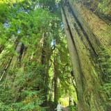 Big Tree via Karl Knapp and Cathedral Trees Loop, California - 730 ...