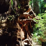 Big Tree via Karl Knapp and Cathedral Trees Loop, California - 730 ...