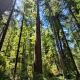 Big Tree via Karl Knapp and Cathedral Trees Loop, California - 730 ...