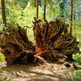 Big Tree via Karl Knapp and Cathedral Trees Loop, California - 730 ...