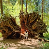 Big Tree via Karl Knapp and Cathedral Trees Loop, California - 730 ...