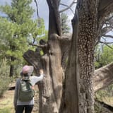 Fatmans Loop Trail, Arizona - 5,726 Reviews, Map | AllTrails