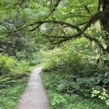 Maple Glade Nature Trail, Washington - 196 Reviews, Map | AllTrails