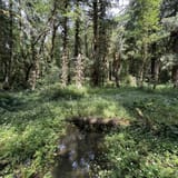 Maple Glade Nature Trail, Washington - 196 Reviews, Map | AllTrails