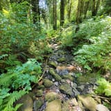 Tryon Creek Triple Bridge Loop, Oregon - 1,649 Reviews, Map | AllTrails