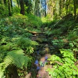 Tryon Creek Triple Bridge Loop, Oregon - 1,649 Reviews, Map | AllTrails
