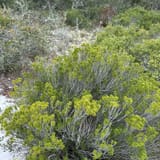 Pine Beach Trail, Alabama - 465 Reviews, Map | AllTrails