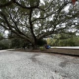 Pine Beach Trail, Alabama - 465 Reviews, Map | AllTrails