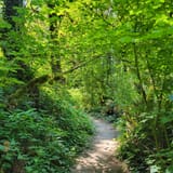 Tryon Creek Triple Bridge Loop, Oregon - 1,649 Reviews, Map | AllTrails
