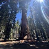 Sherman Tree, Congress, Trail of the Sequoias, and Tharp's Log Loop ...