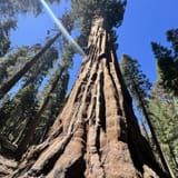 Sherman Tree, Congress, Trail of the Sequoias, and Tharp's Log Loop ...