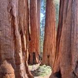 Sherman Tree, Congress, Trail of the Sequoias, and Tharp's Log Loop ...