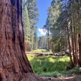 Sherman Tree, Congress, Trail of the Sequoias, and Tharp's Log Loop ...