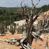Twisted Forest, Utah - 158 Reviews, Map | AllTrails