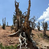 Twisted Forest, Utah - 158 Reviews, Map | AllTrails
