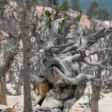 Twisted Forest, Utah - 158 Reviews, Map | AllTrails