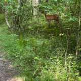 Pase Point Trail, West Virginia - 315 Reviews, Map | AllTrails