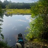 Leach Pond Trail, Massachusetts - 2,802 Reviews, Map | AllTrails