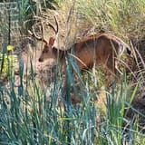 Link River Trail, Oregon - 559 Reviews, Map | AllTrails
