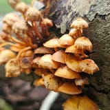 Patton Cave via Hayes and Patton Cave Trail, Indiana - 401 Reviews, Map ...