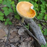 Spider Lake OHV Trail, Minnesota - 48 Reviews, Map | AllTrails