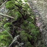 Spider Lake OHV Trail, Minnesota - 48 Reviews, Map | AllTrails