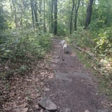 Wolf Rocks Trail, Pennsylvania - 1,401 Reviews, Map | AllTrails