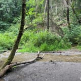 Dash Point Trail, Washington - 1,366 Reviews, Map | AllTrails